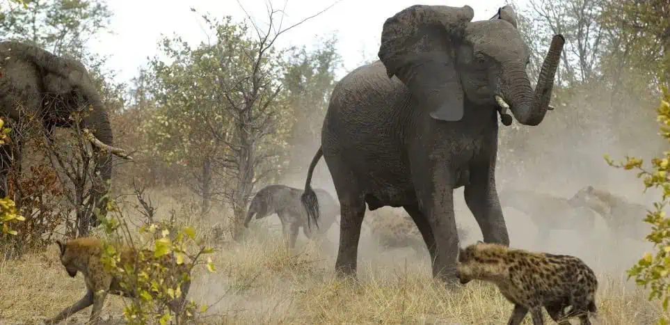 Courage in the Wild: An Elephant’s Fight for Its Calf