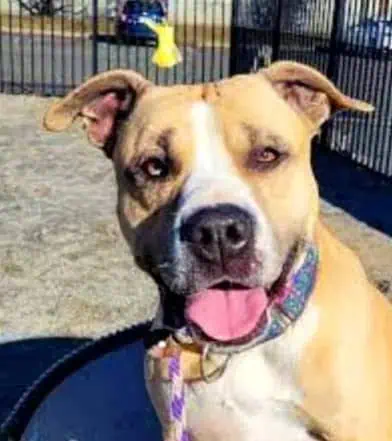 Meet Barney: The Dog with a Smile Waiting for His Forever Home