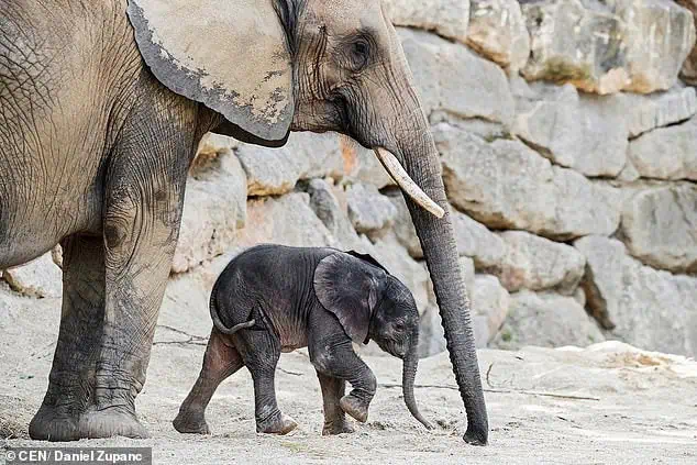 Discovering Elephant Communication: A Study of Baby Kibali at Vienna Zoo