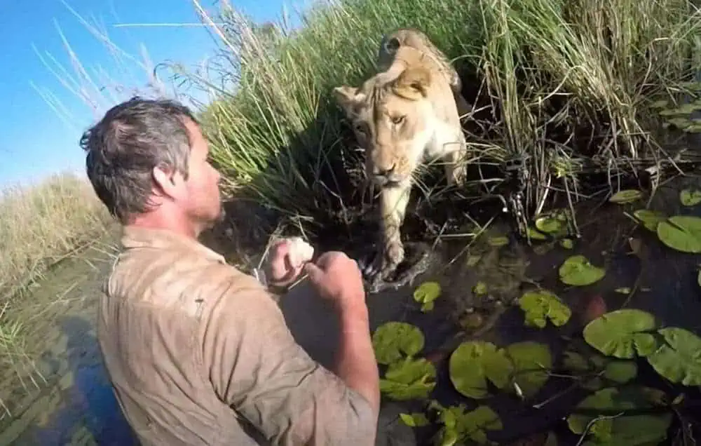 The Majestic Connection: Understanding Our Bonds with Lions