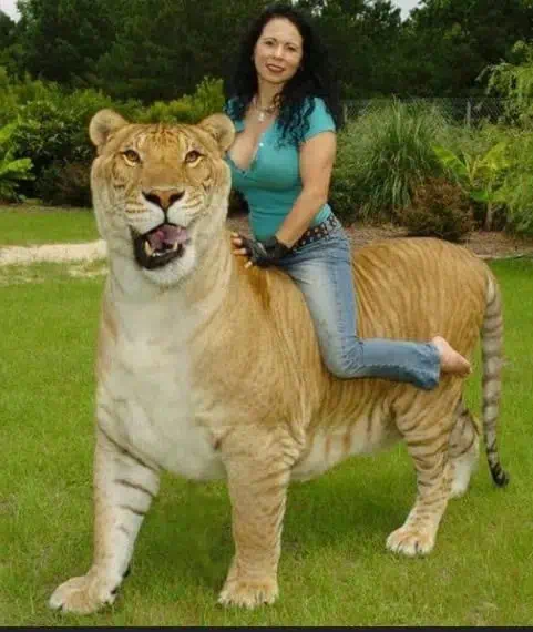 The Majestic Liger: A Unique Hybrid of Strength and Gentleness