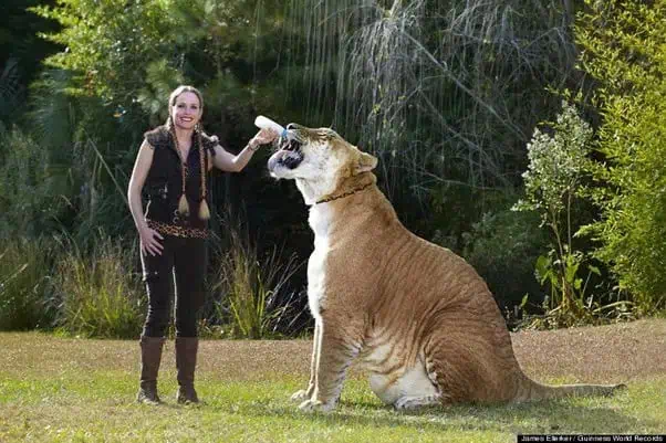 The Majestic Liger: A Unique Hybrid of Strength and Gentleness