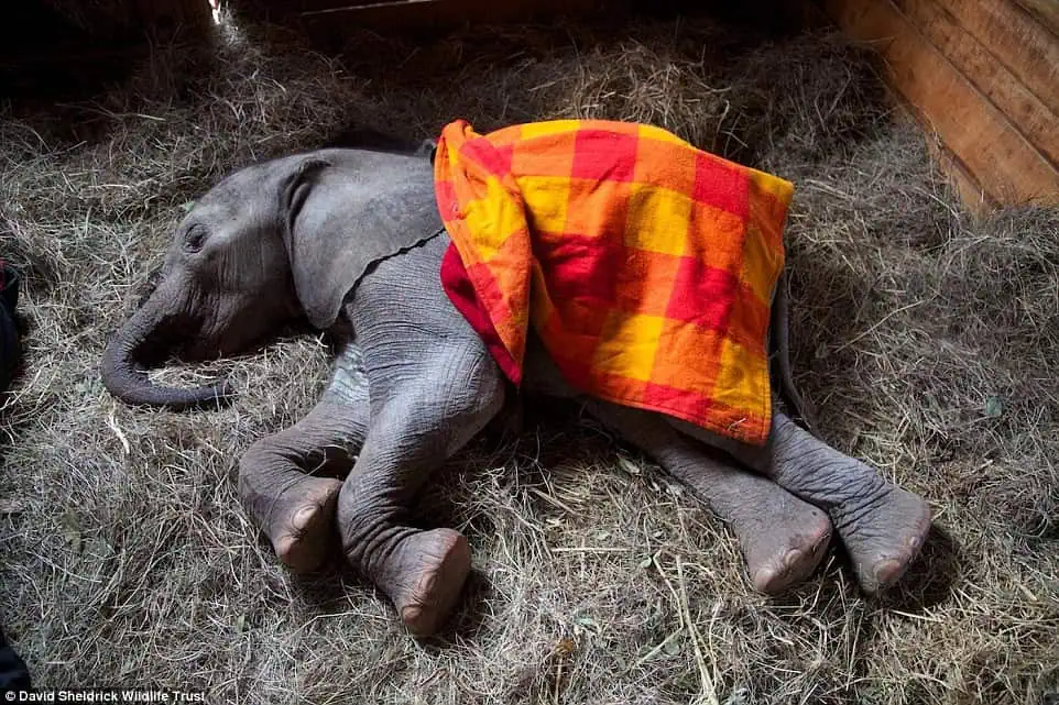 Discovering the Joyous Lives of Orphaned Elephants