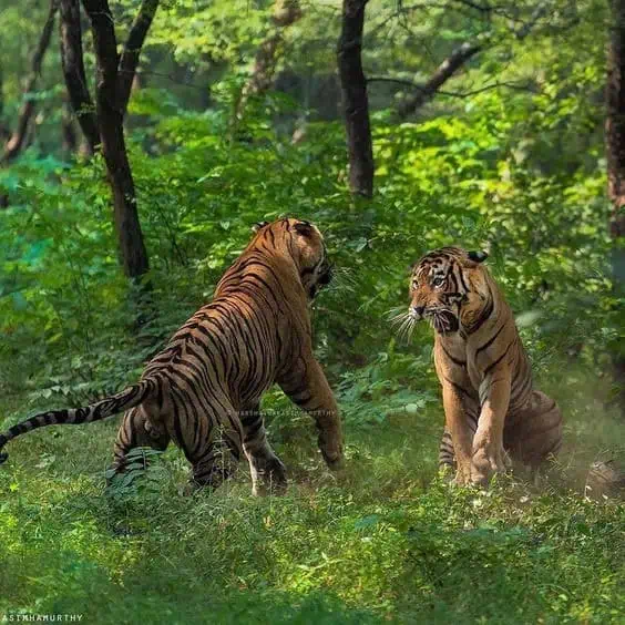 The Intriguing Mating Rituals of Bengal Tigers