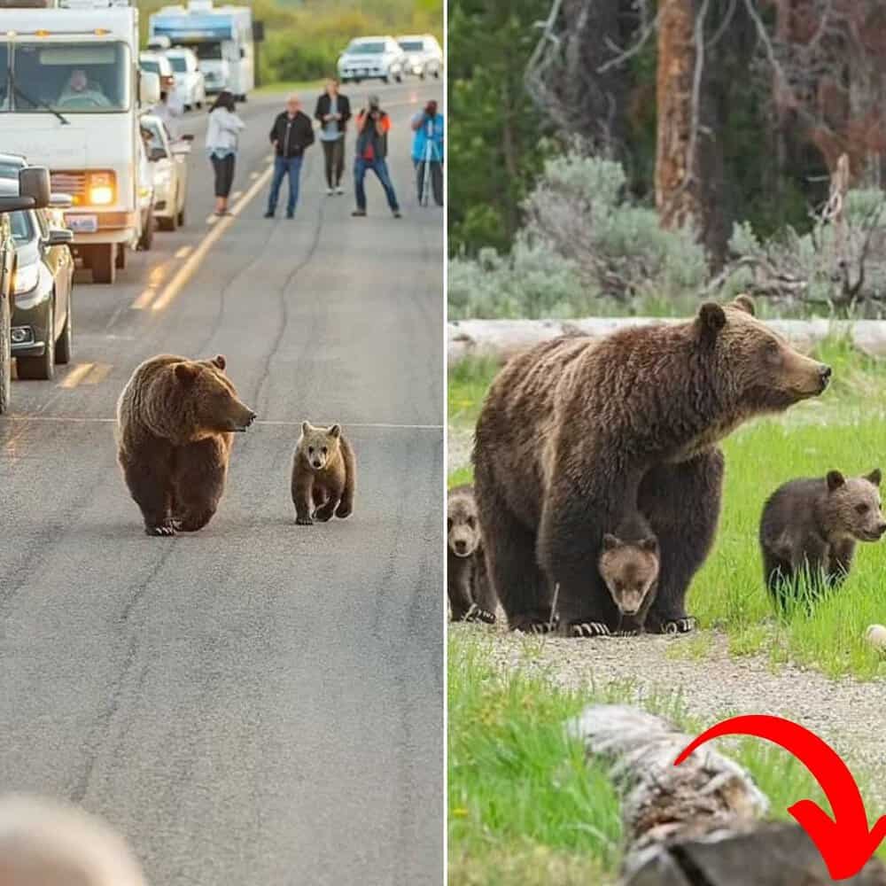 17 years with Grizzly 399: Lessons from the World’s Most Famous Bear ...