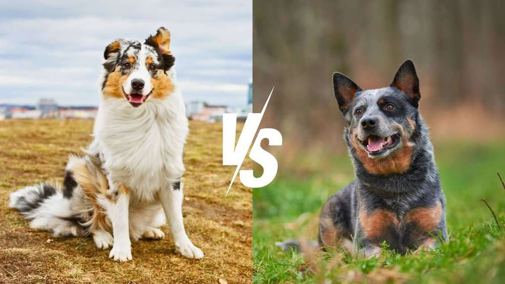 Australian Shepherd vs. Australian Cattle Dog: Key Differences Explained