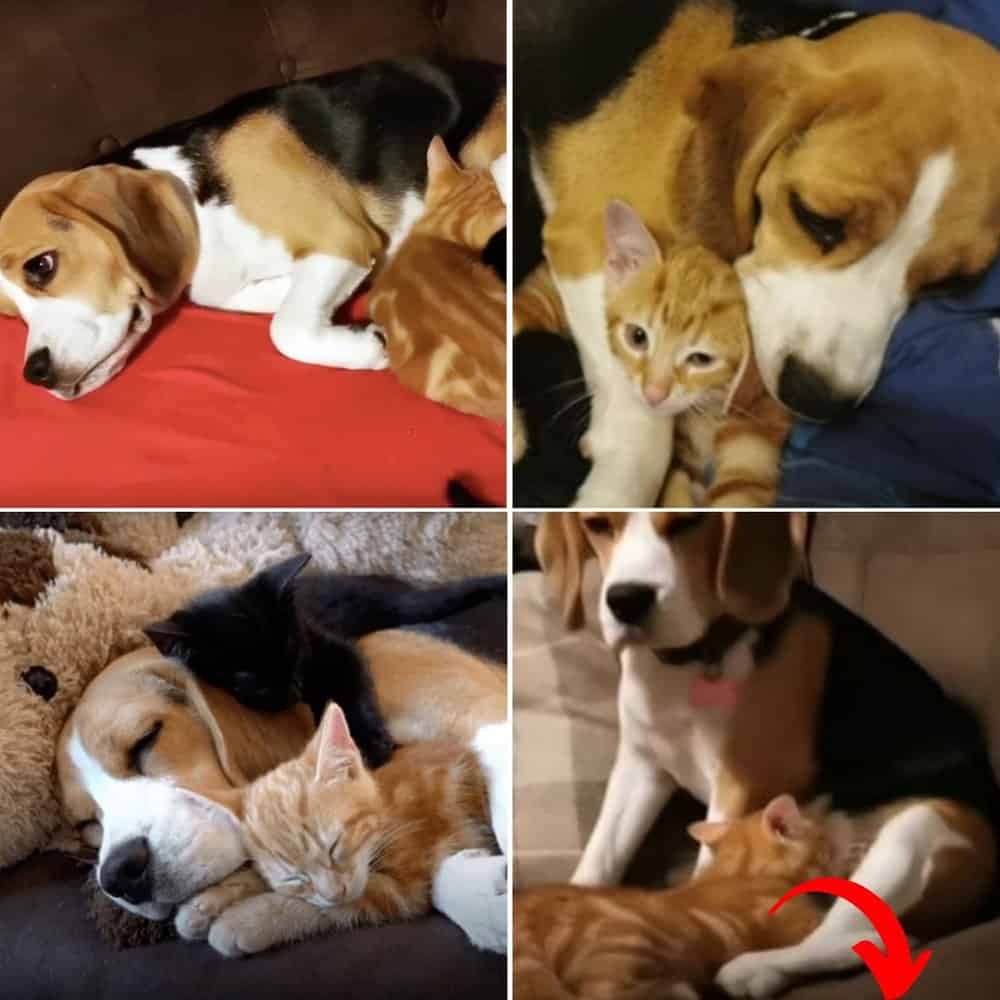 Beagle Becomes Loving Foster Mom to Kittens, Winning Hearts Everywhere