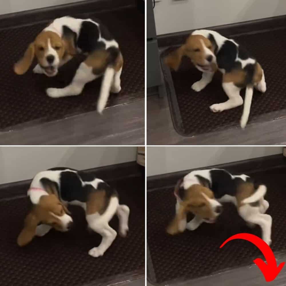 Captivating Moment: Beagle Puppy’s Adorable Tail Chasing Antics