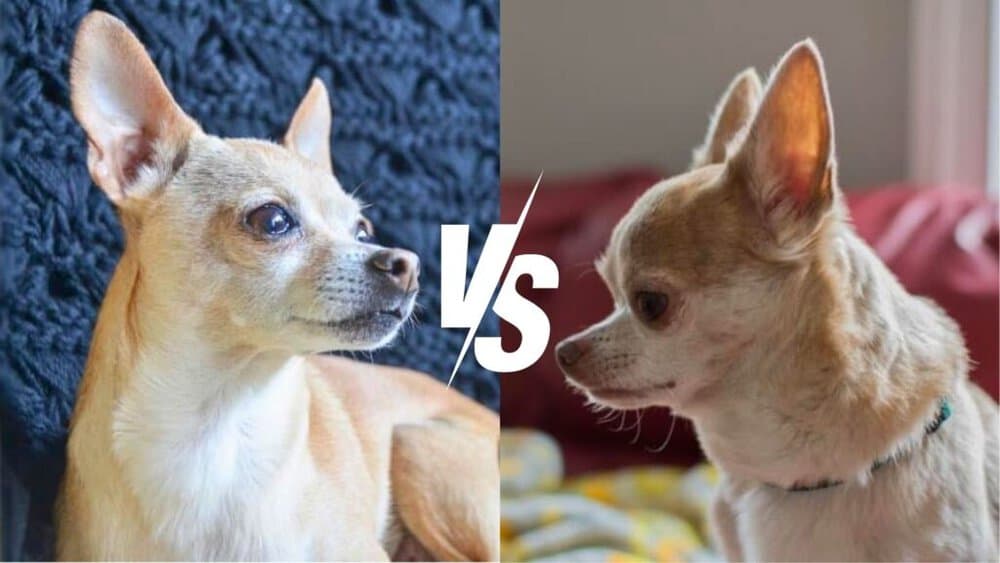 Deer Head vs. Apple Head Chihuahua: Key Differences Explained
