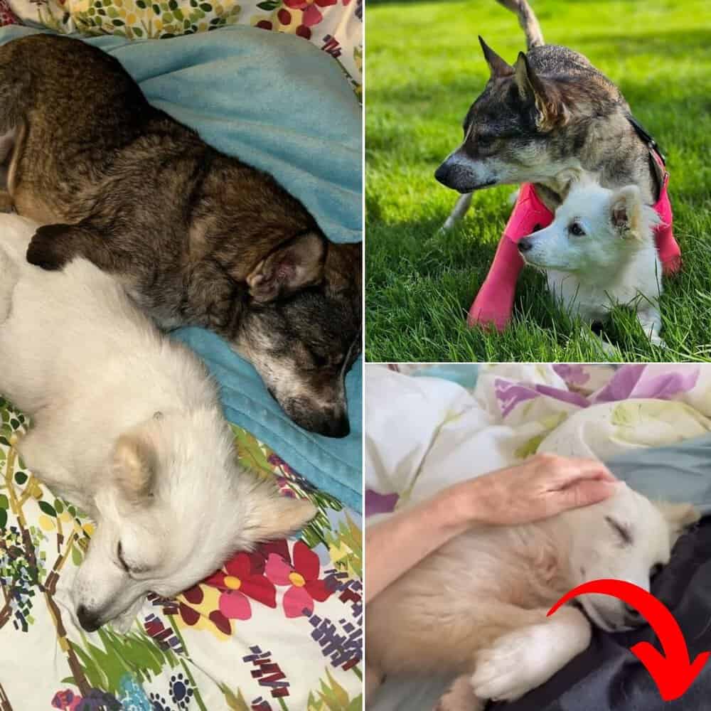 From Cage to Comfort: Rescued Dog Yuki Finds Love and a New Life (VIDEO)