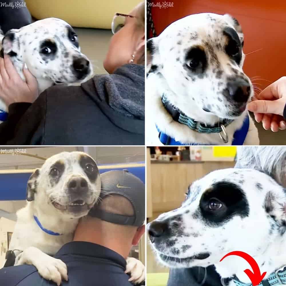 Heartwarming Journey: Shelter Dog Neo Finds His Perfect Forever Home ...