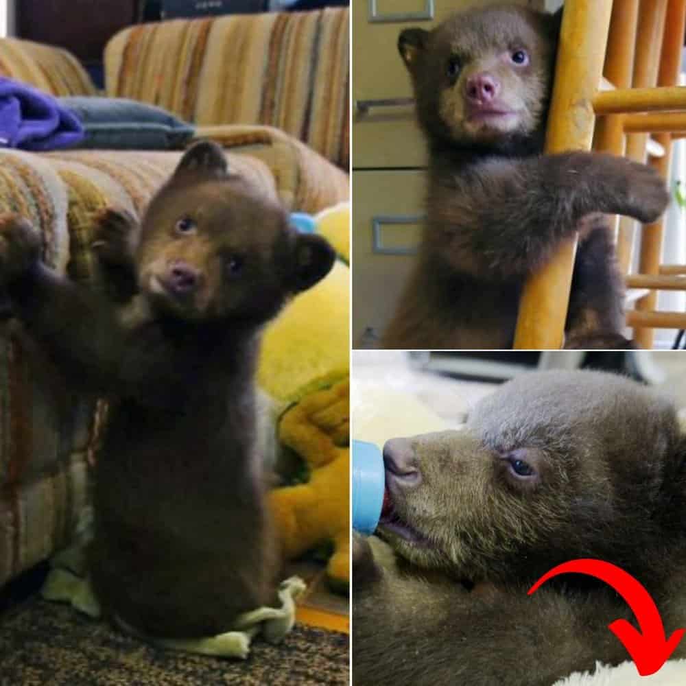 Heartwarming Rescue: Hero Saves Orphaned Bear Cub Found Hugging ...