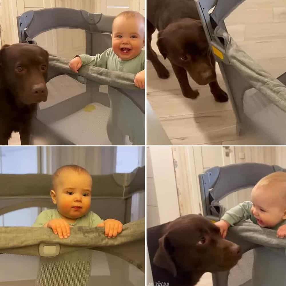 Heartwarming Reunion: Baby Overjoyed to See His Beloved Dog (VIDEO)