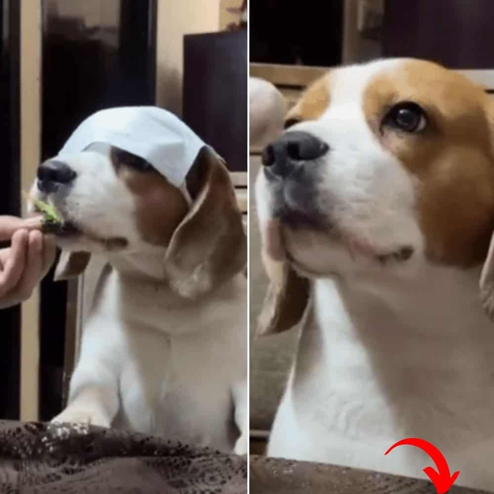 How to Make Your Beagle Love Veggies: Fun Tips and Tricks