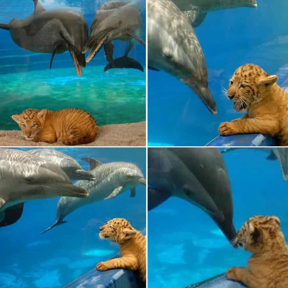 Liger Cub Meets Dolphins: A Charming Encounter at Shenzhen Safari Park