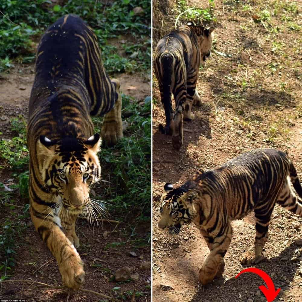 Majestic Black Tigers Spotted in Indian National Park: A Rare Sight ...
