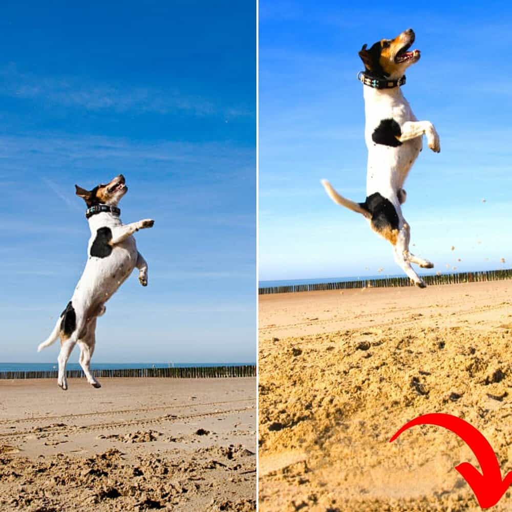 Meet Max: The Energetic Beagle Who Loves Jumping on the Sand
