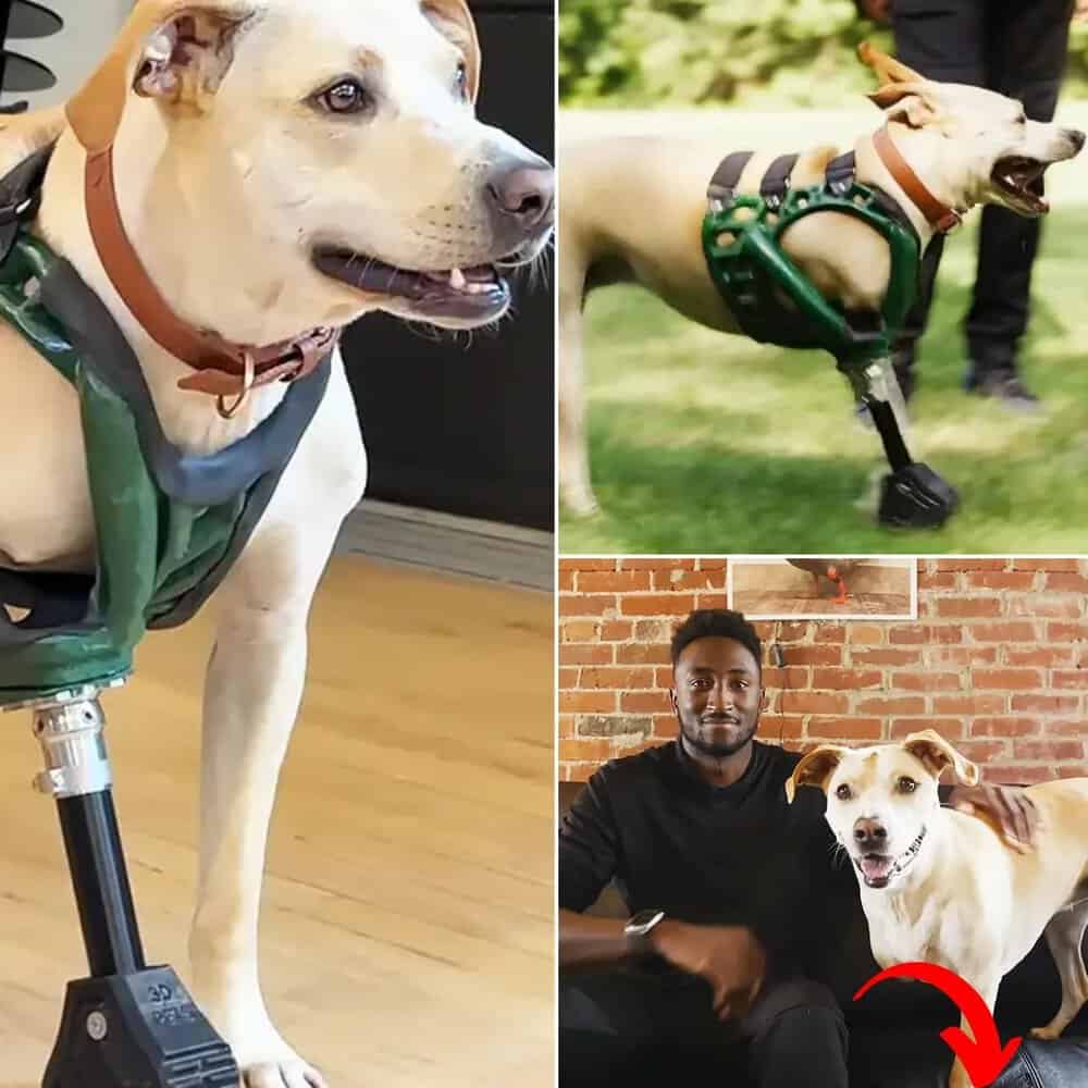 Miracle of Technology Tripod Dog Cleo Runs Again with Custom 3D Printed ...