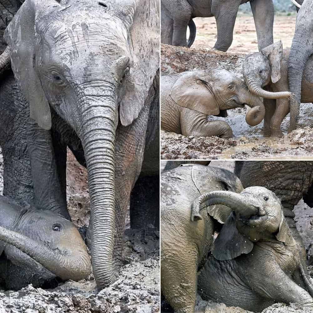Mud Bath Fun: Baby Elephants Enjoy Playtime at Addo Elephant National ...