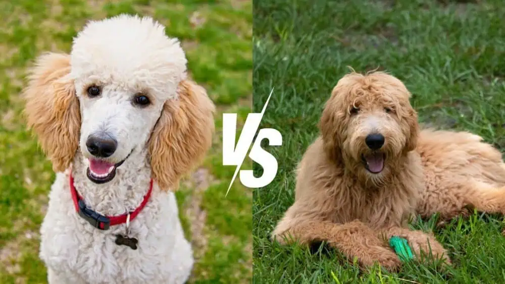 Poodle vs. Goldendoodle: Key Differences Explained | Daily BB News