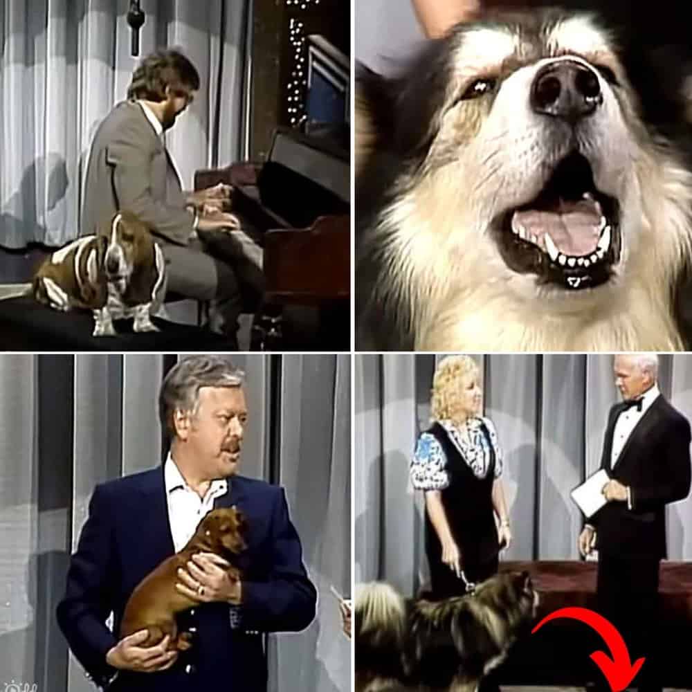 Relive the Joy of 1987: Johnny Carson's Iconic Singing Dogs Contest (VIDEO)
