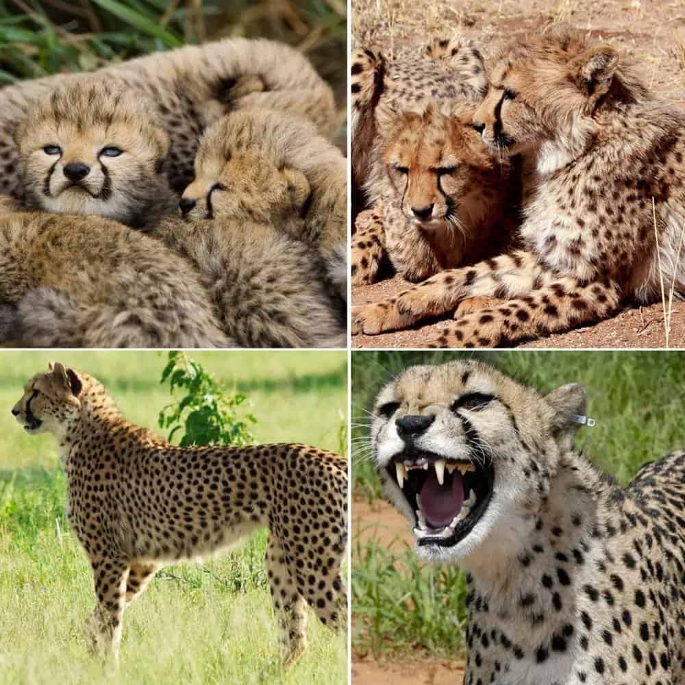The Cheetah’s Speed: A Closer Look at the Fastest Animal on Land ...