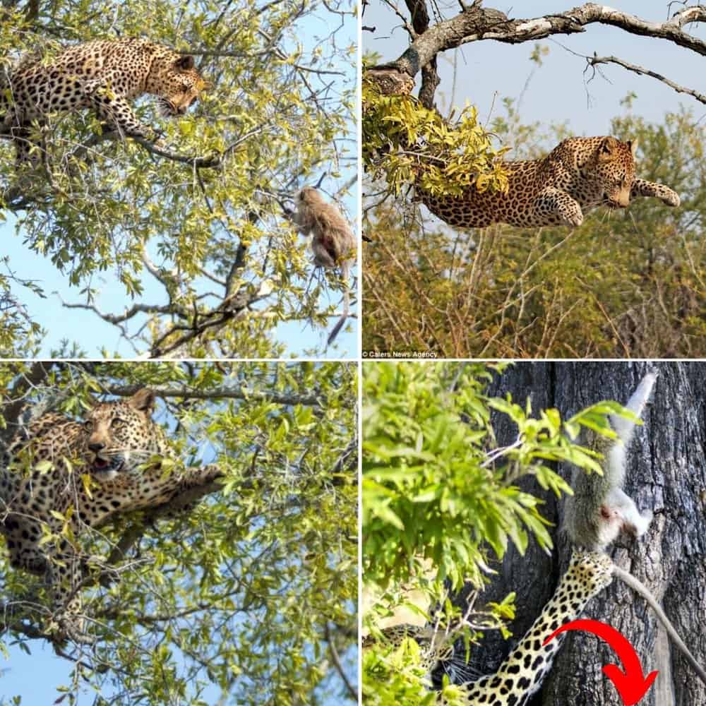 Thrilling Twist: Gorilla Defends Monkey from Leopard's Daring Attack