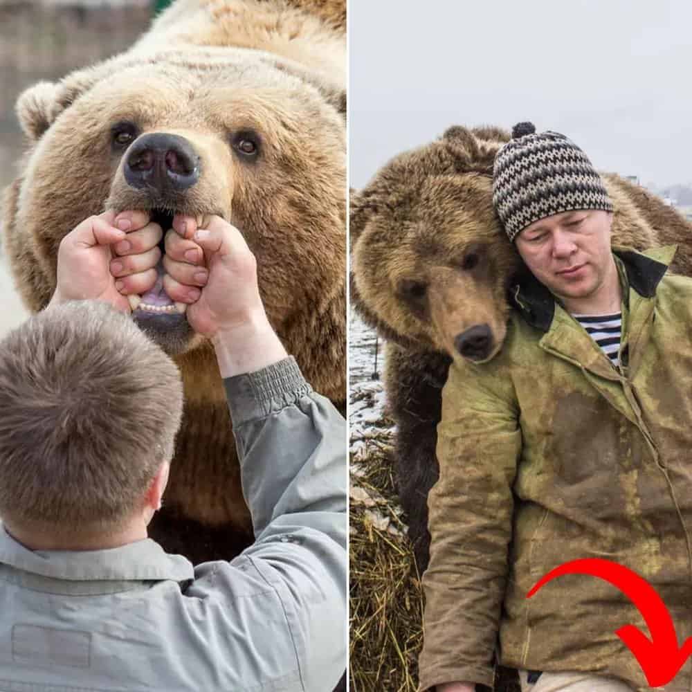 Touching Tale of Pilot and Rescued Bear Cub Mansur: A Bond Beyond ...
