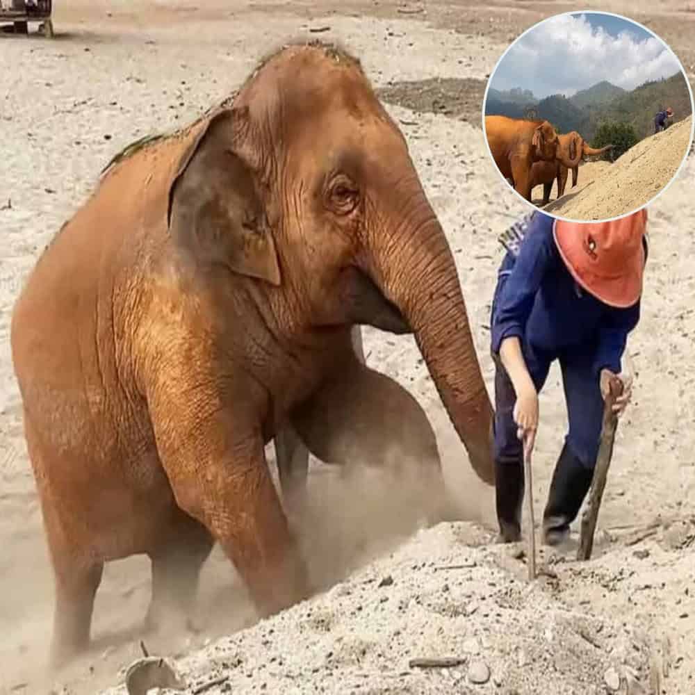 [Video] Elephants Show Emotional Reunion After Missing Their Beloved ...