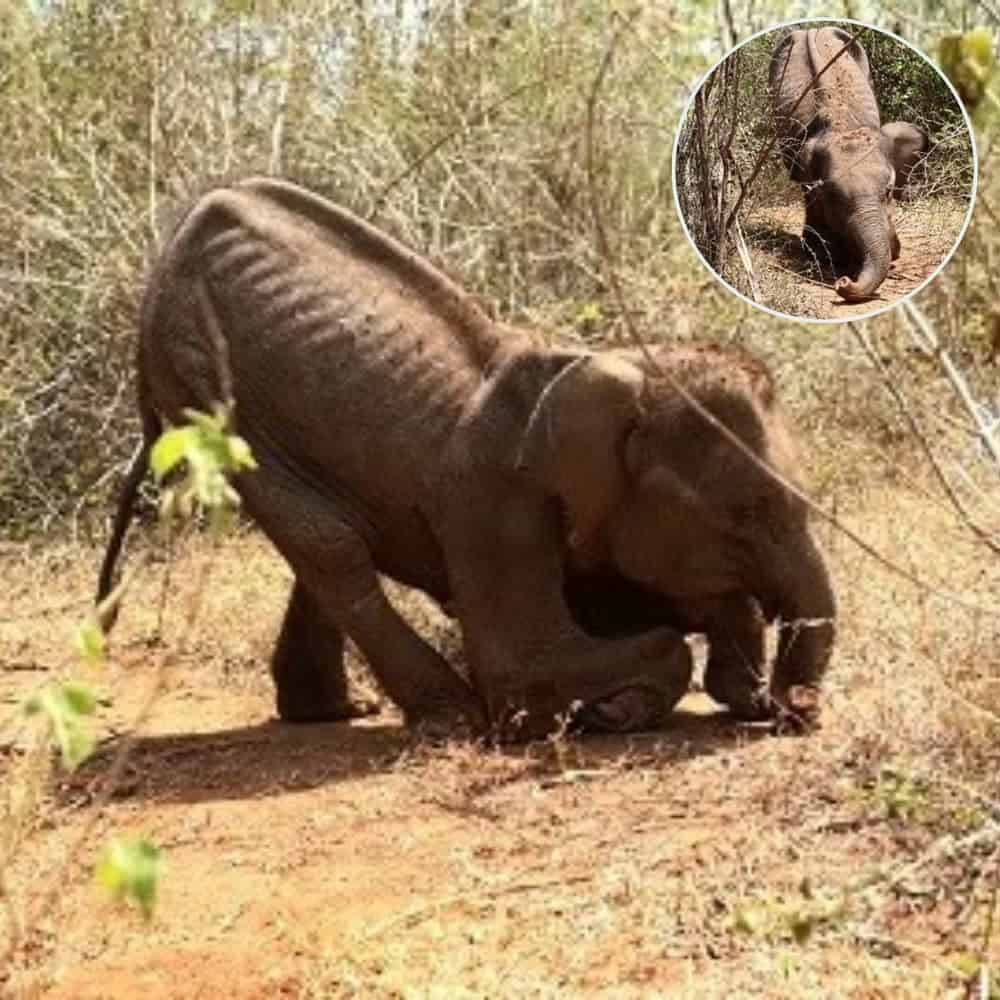 [Video] Handicapped Baby Elephant’s Inspiring Rescue Journey in Mattala