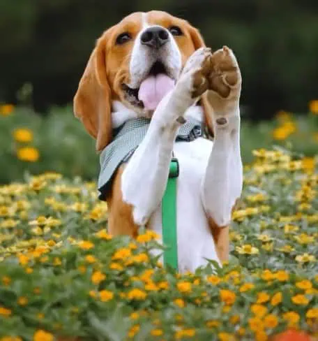 Why Beagles Are the Most Charming Companions: A Blossoming Friendship