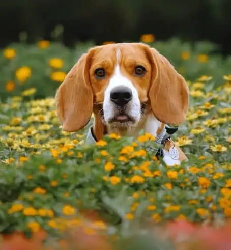 Why Beagles Are the Most Charming Companions: A Blossoming Friendship