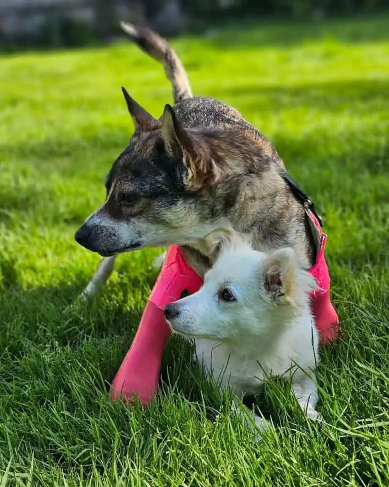 From Cage to Comfort: Rescued Dog Yuki Finds Love and a New Life (VIDEO)
