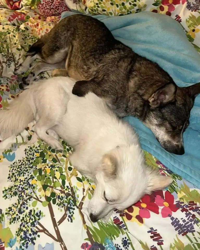 From Cage to Comfort: Rescued Dog Yuki Finds Love and a New Life (VIDEO)