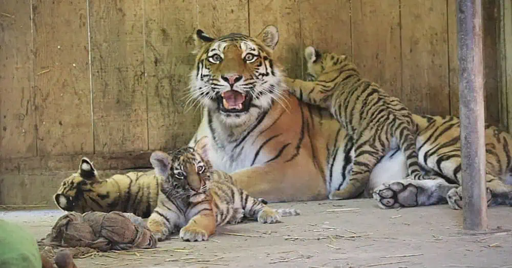 Playful Tiger Cubs Captivate Hearts at Italian Zoo