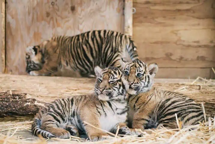 Playful Tiger Cubs Captivate Hearts at Italian Zoo