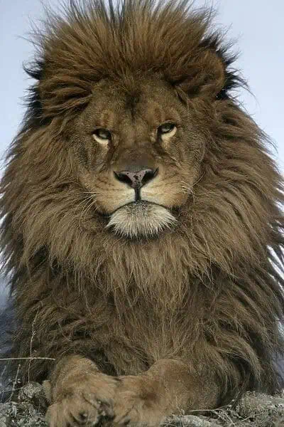 The Majestic Barbary Lion: A Legacy in the Making