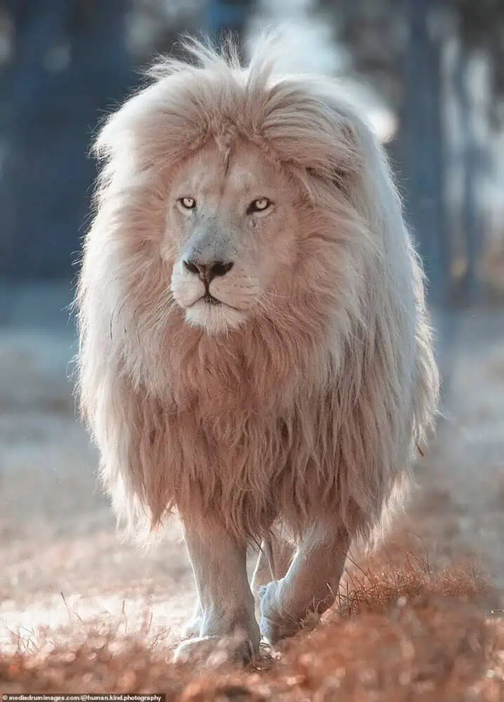 Meet the Enigmatic White Lion of Glen Garriff Conservation