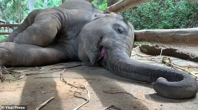 Meet Khun-Seuk: The Adorable Baby Elephant with Hilarious Napping Habits