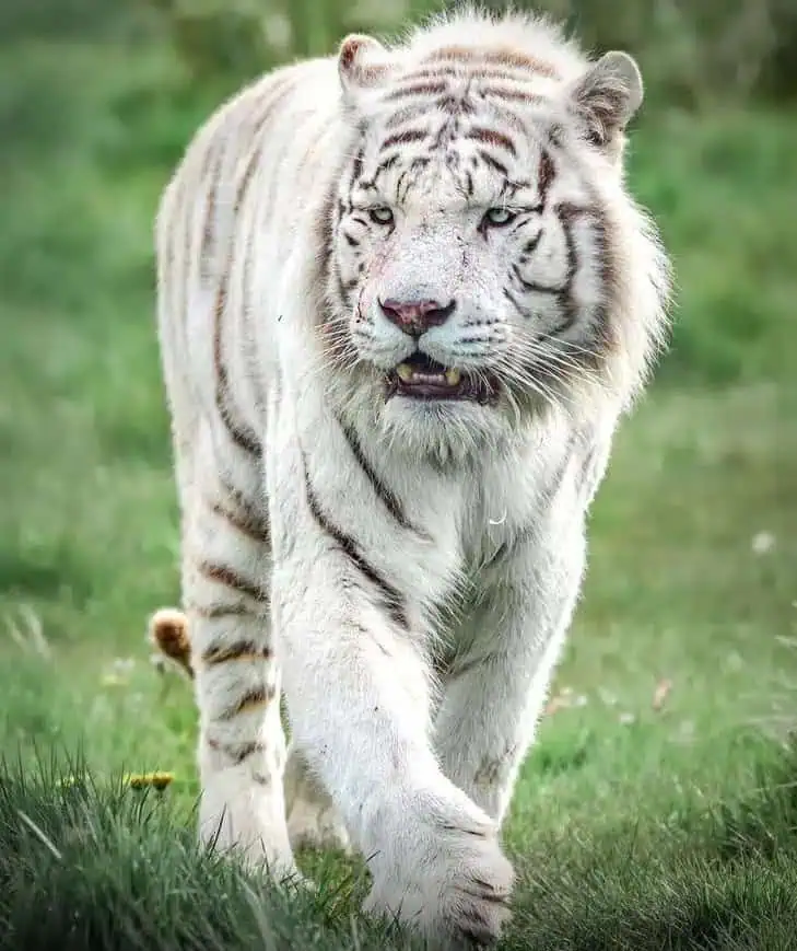 The Enchanting World of the Albino Tiger