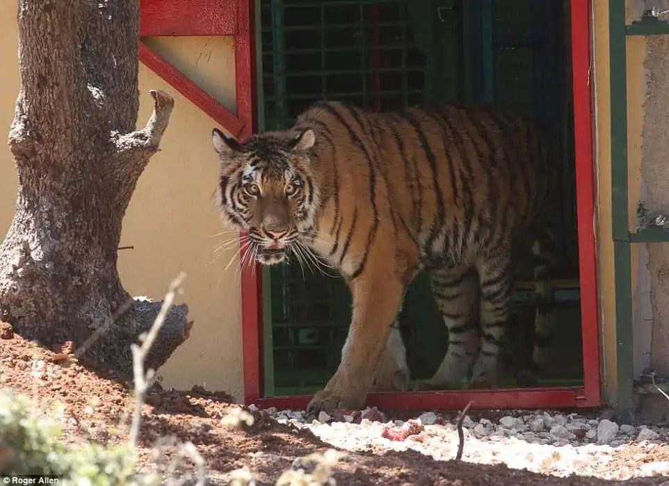 A New Beginning: The Remarkable Journey of Aleppo Zoo Animals