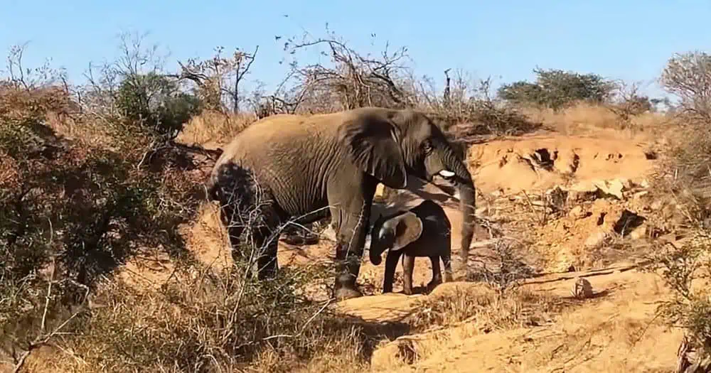 The Heartwarming Bond of Elephants