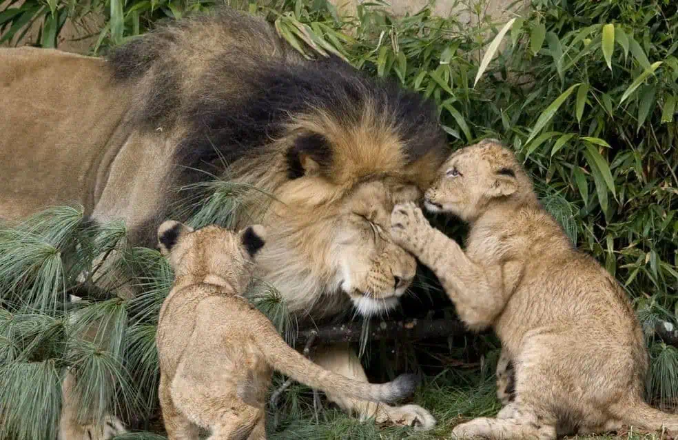 Exploring "The Lion King": Fact vs. Fiction in Lion Society