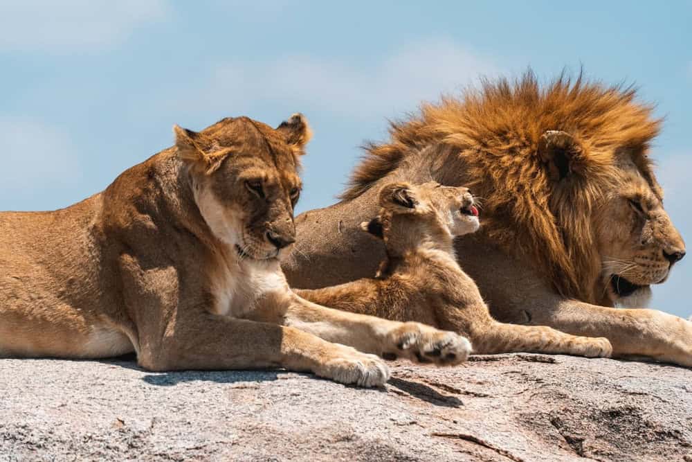 The Strength of Lion Families: Unity and Teamwork in the Wild