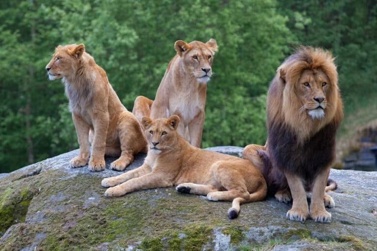 The Strength of Lion Families: Unity and Teamwork in the Wild