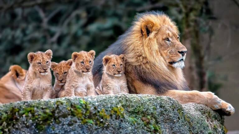 The Strength of Lion Families: Unity and Teamwork in the Wild