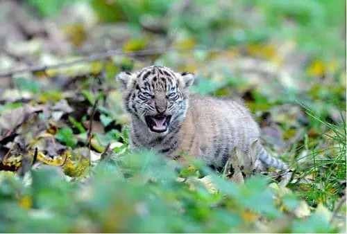 Exciting Milestone: Chester Zoo Welcomes New Tiger Cubs