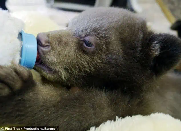 Heartwarming Rescue: Hero Saves Orphaned Bear Cub Found Hugging ...