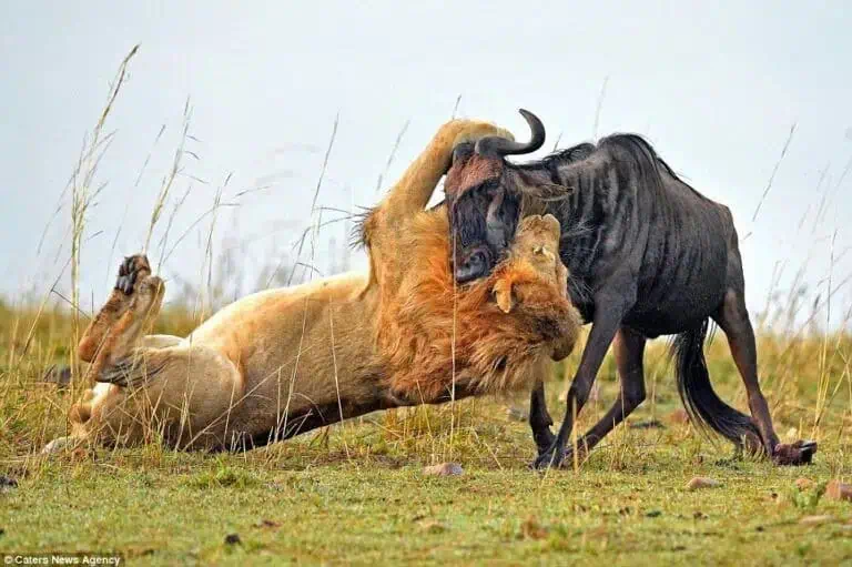 "A Swift Chase: Lion Captures Wildebeest in 60 Seconds"