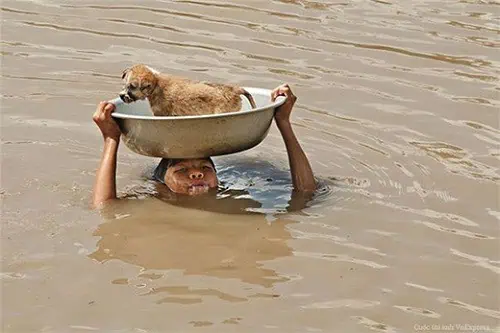 Seven Years Old Boy Becomes Hero by Rescuing Abandoned Dog in Storm